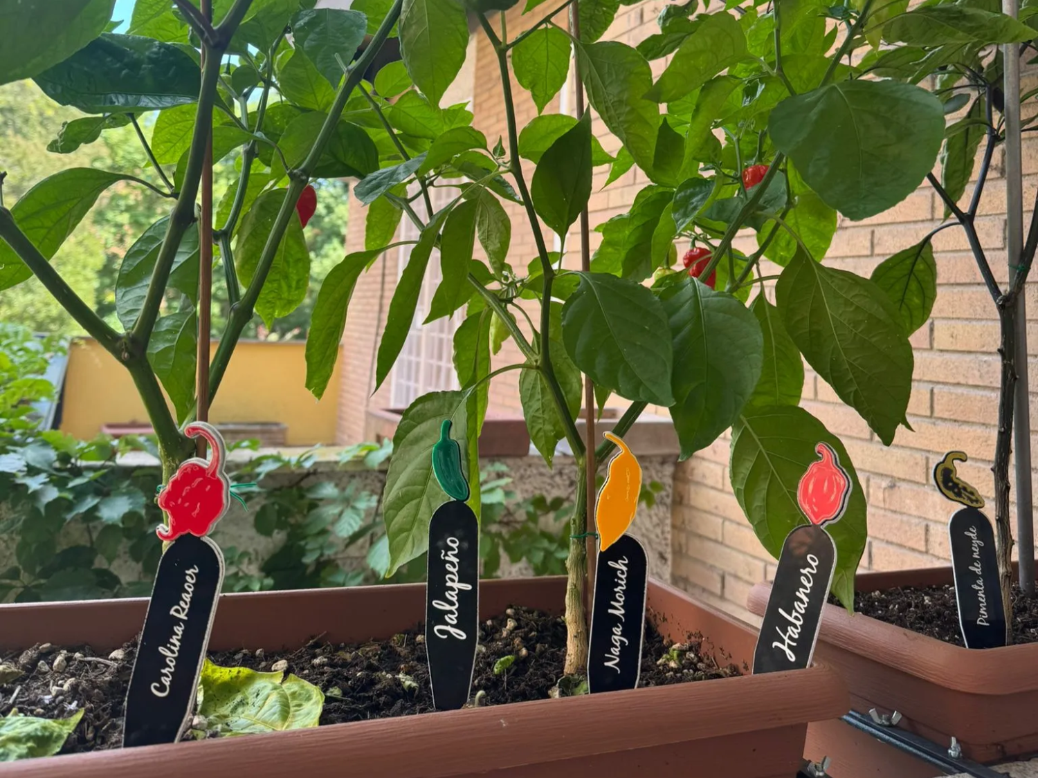 Laser cut and engrave | Laser Cut Chili Pepper Plant Labels | Free ...