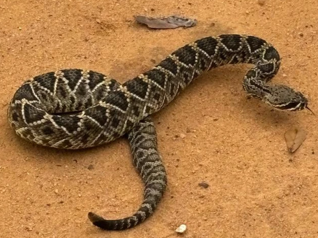 Easter Diamondback Rattle Snake | Free Files - Atomm